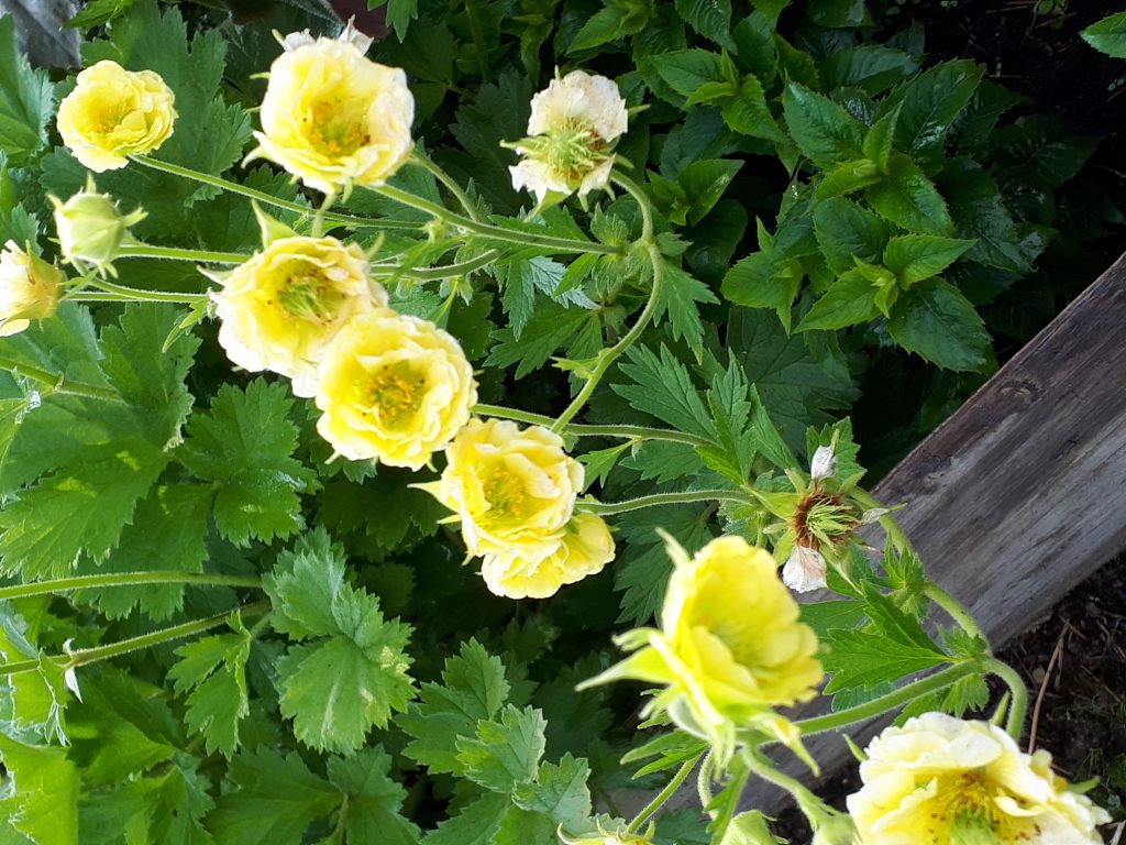Žiognagė (Geum) 'Gimlet' - Gėlių namai